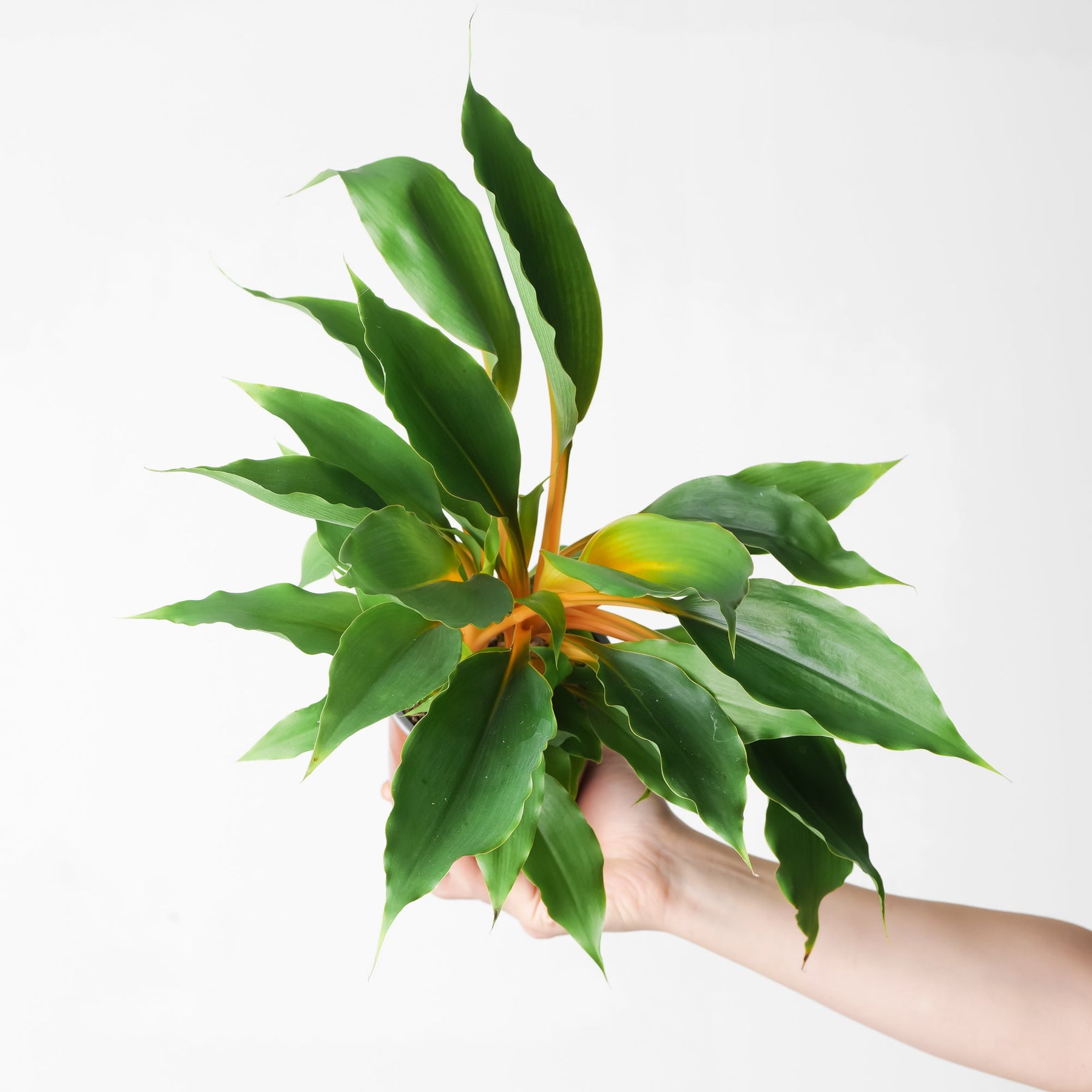 Chlorophytum orchidastrum 'Fire Flash' | Plants | GrowTropicals.com