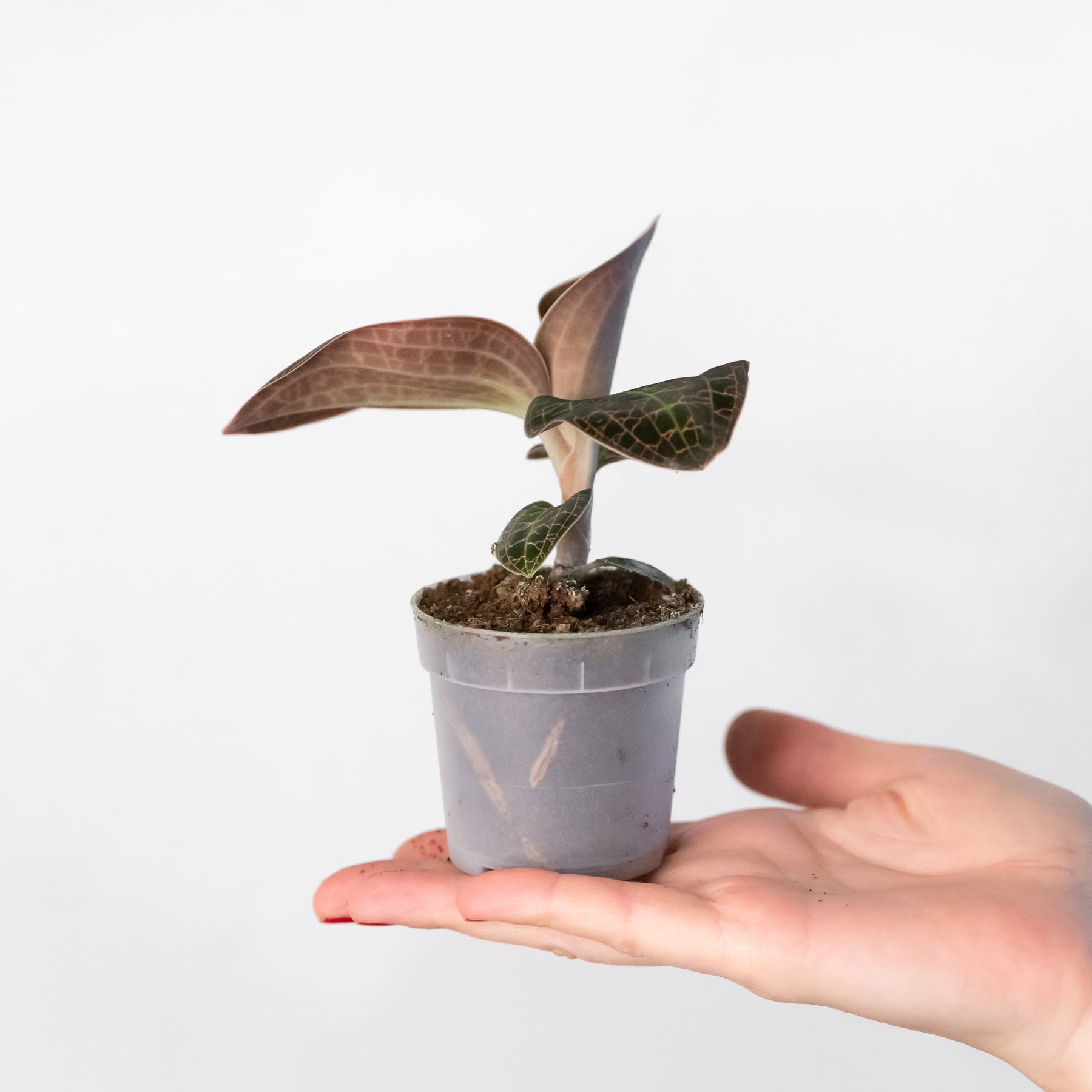 Dossinia marmorata | Plants | GrowTropicals.com