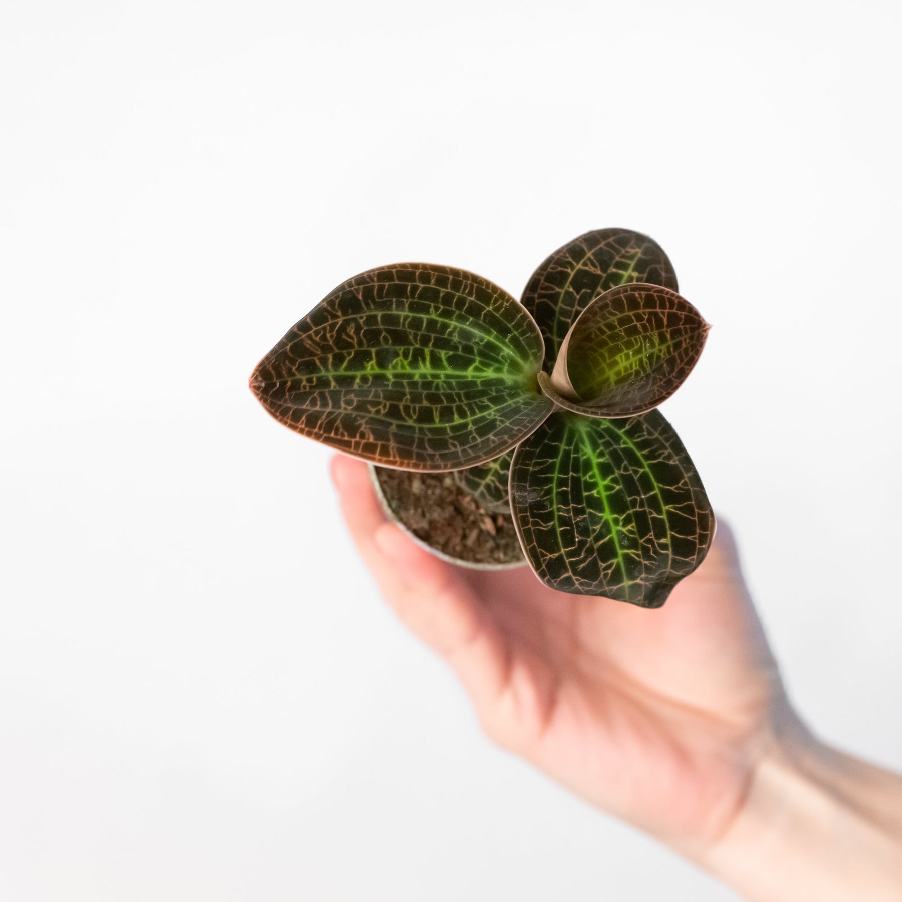 Dossinia marmorata | Plants | GrowTropicals.com