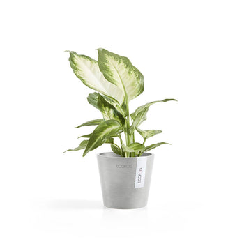 Dusk Moss Mix – GROW TROPICALS