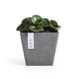Dusk Moss Mix – GROW TROPICALS