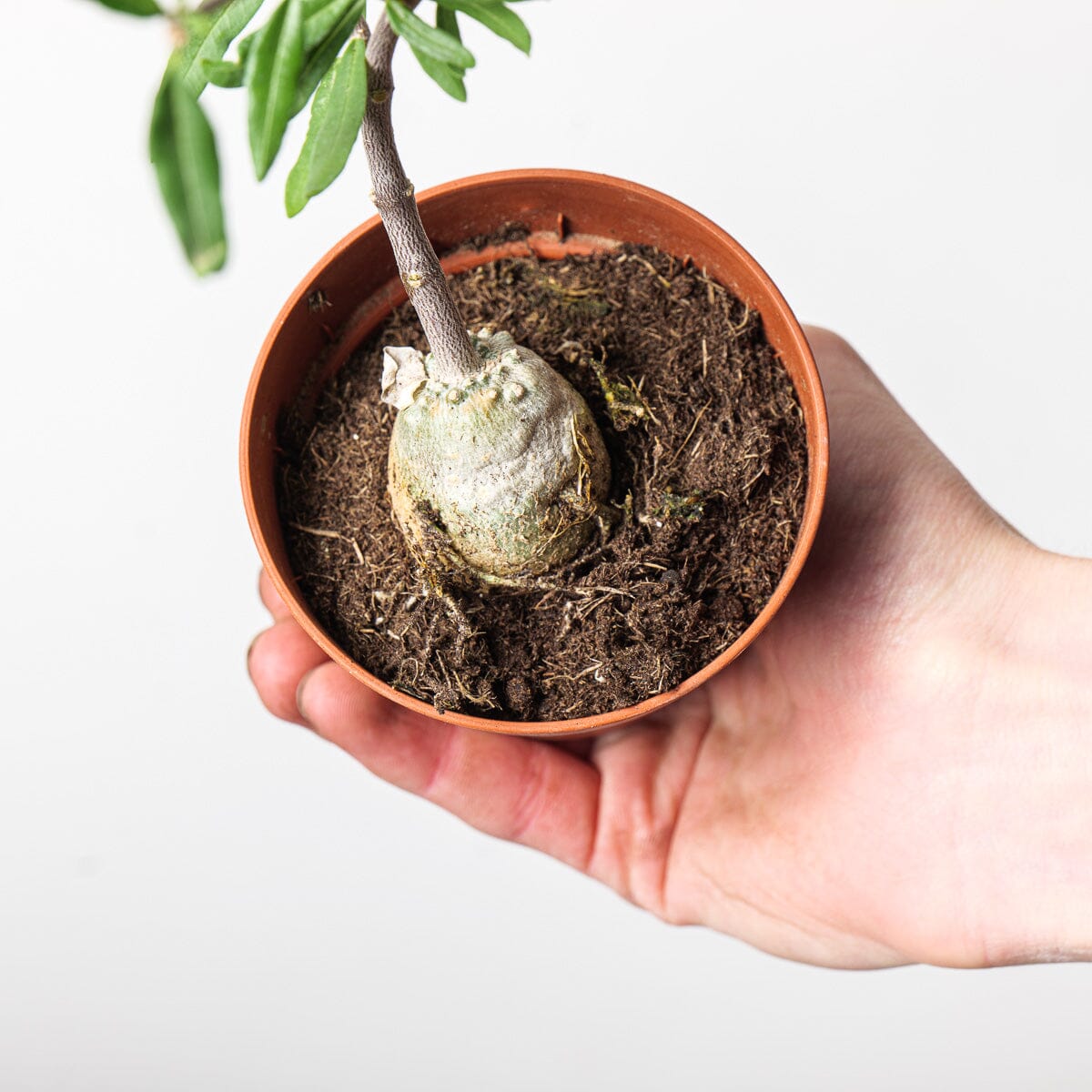 Fockea edulis | Plants | GrowTropicals.com
