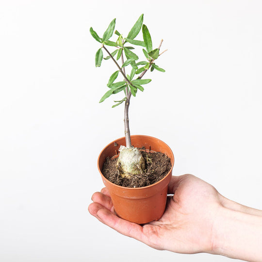 Fockea edula | Plants | GrowTropicals.com