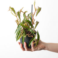 Dusk Moss Mix – GROW TROPICALS