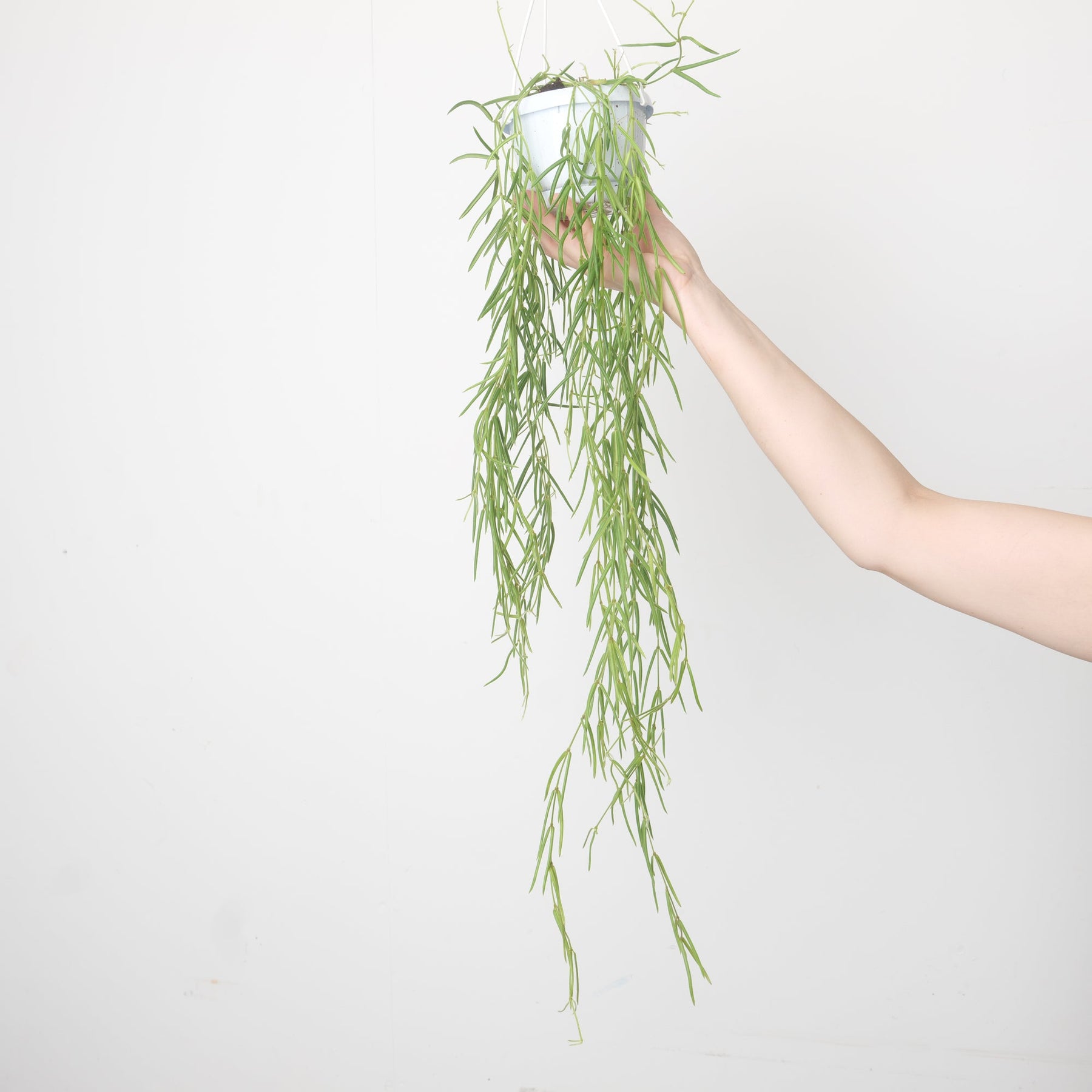 Hoya linearis | Plants | GrowTropicals.com