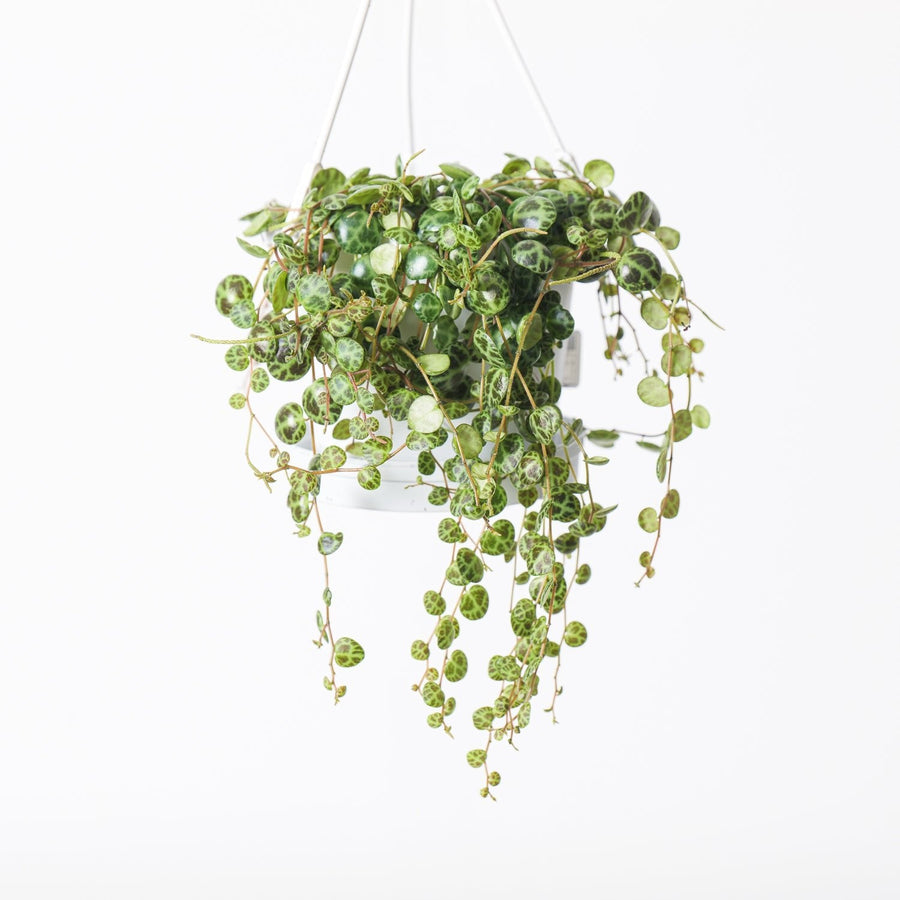 Peperomia Prostrata | String of Turtles | Plants | GrowTropicals.com