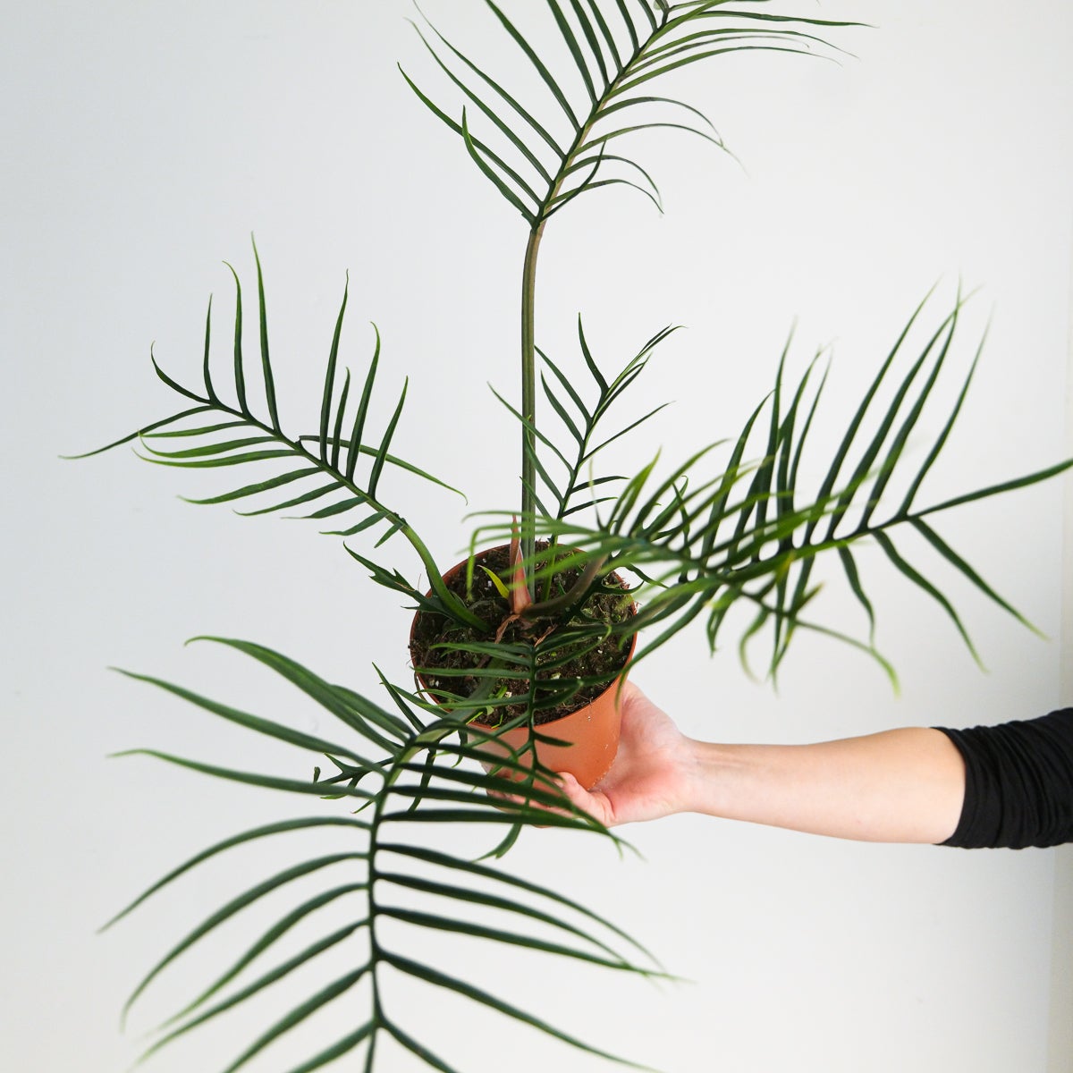 Philodendron bipinnatifidum 'Tortum' | Plants | GrowTropicals.com