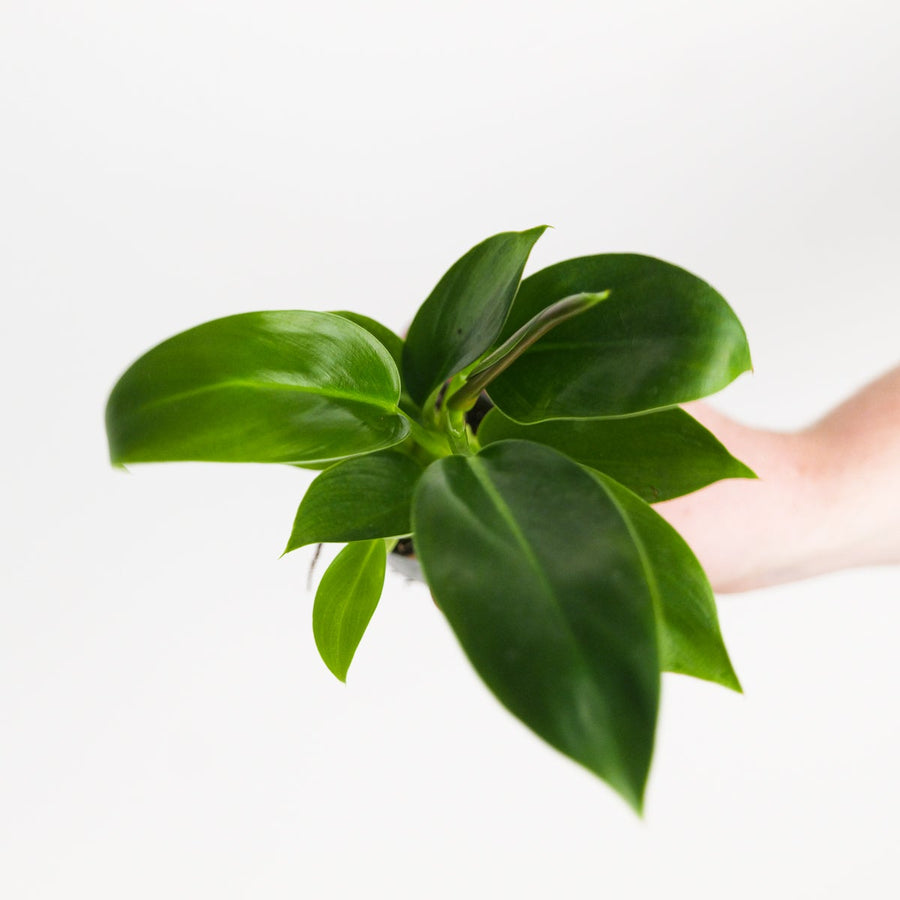 Philodendron 'Green Congo' | Plants | GrowTropicals.com