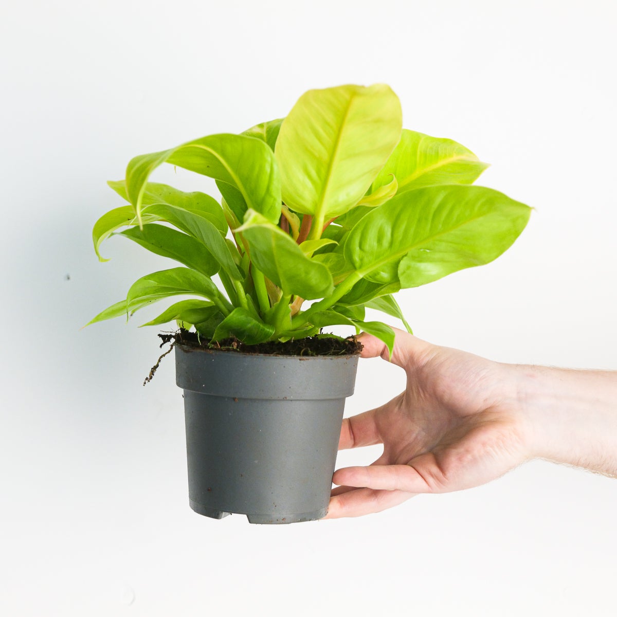 Philodendron 'Moonlight' – GROW TROPICALS