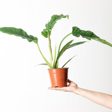 Philodendron Narrow Escape | Tiger Tooth | Plants | GrowTropicals.com