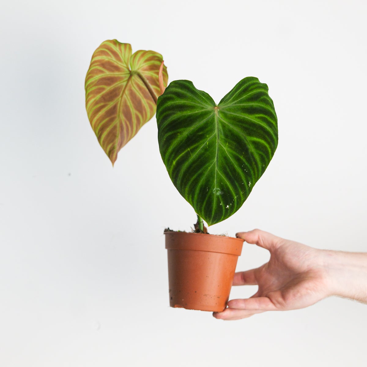 Philodendron verrucosum 'Dutch Type' | Plants | GrowTropicals.com