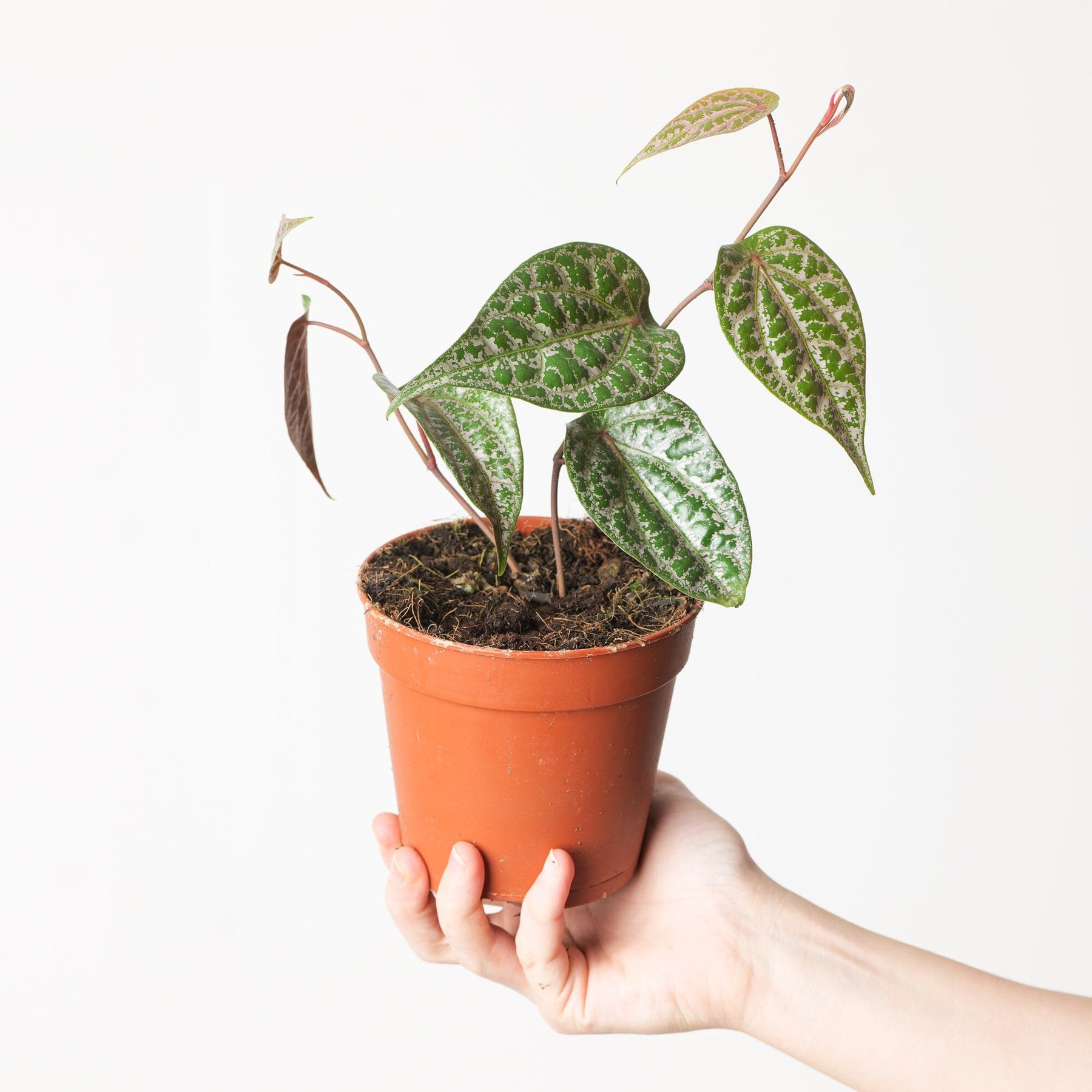 Piper crocatum | Plants | GrowTropicals.com