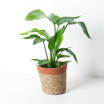 Dusk Moss Mix – GROW TROPICALS