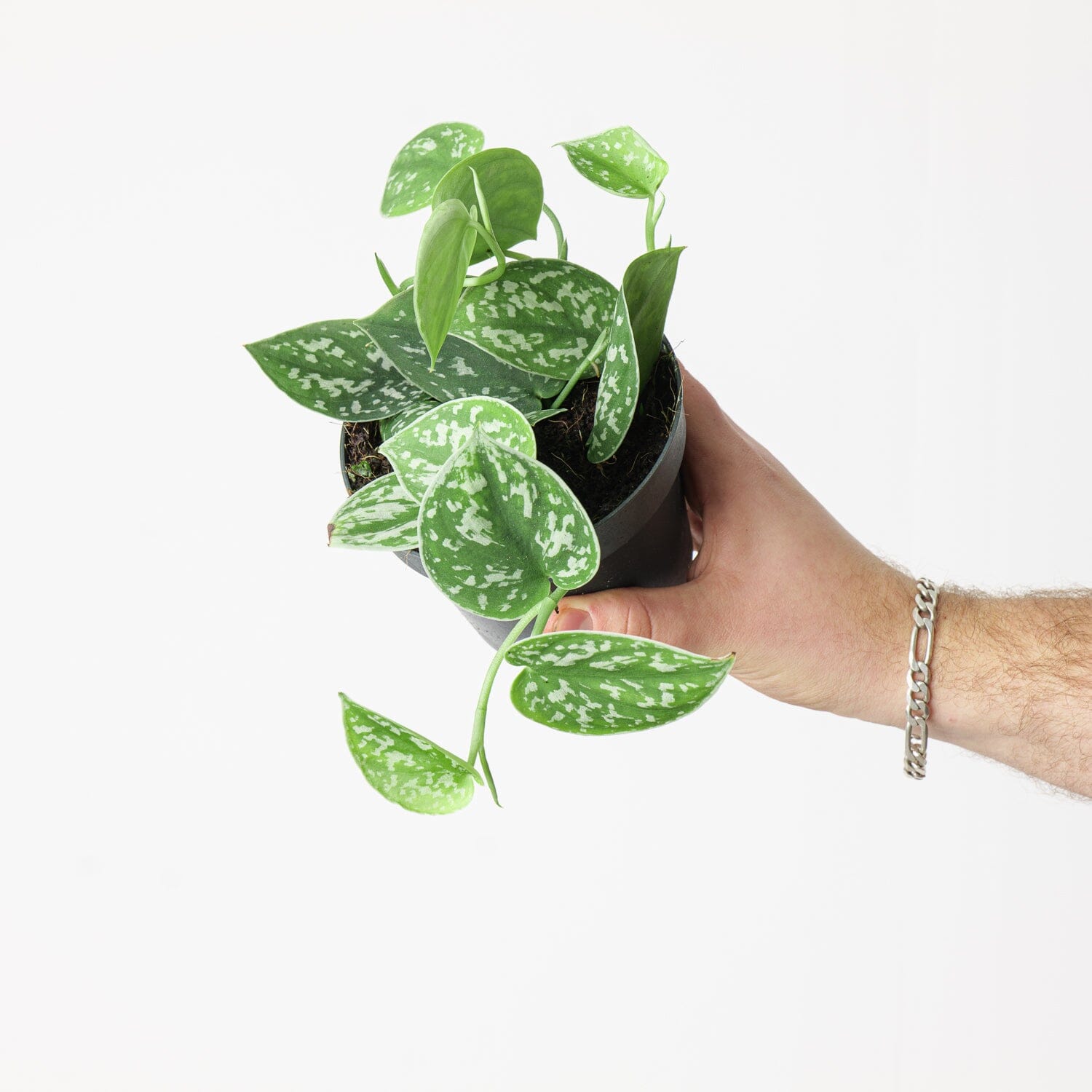 Scindapsus pictus 'Argyraeus' | Plants | GrowTropicals.com